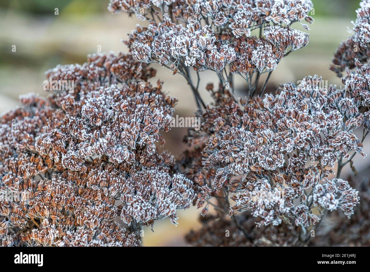 Ice plant seed heads left on the plant through winter to provide garden ...