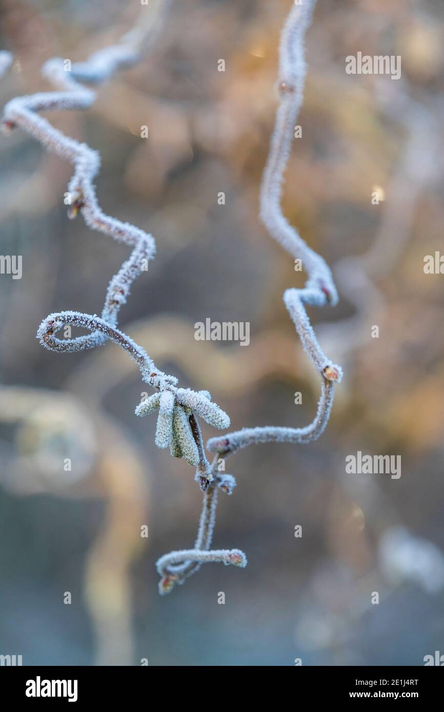 Corylus avellana hedge hi-res stock photography and images - Alamy