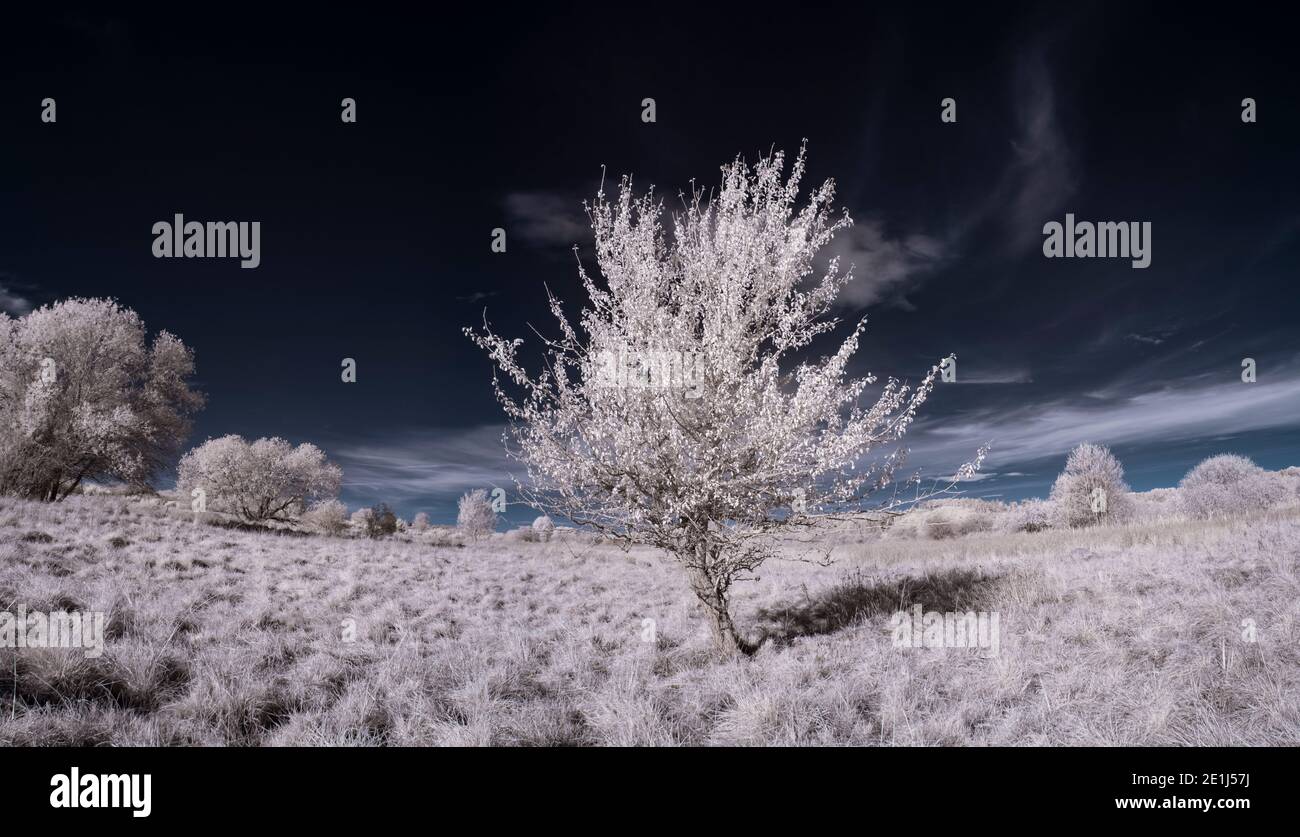 infrared photography - ir photo of landscape with tree under sky with ...