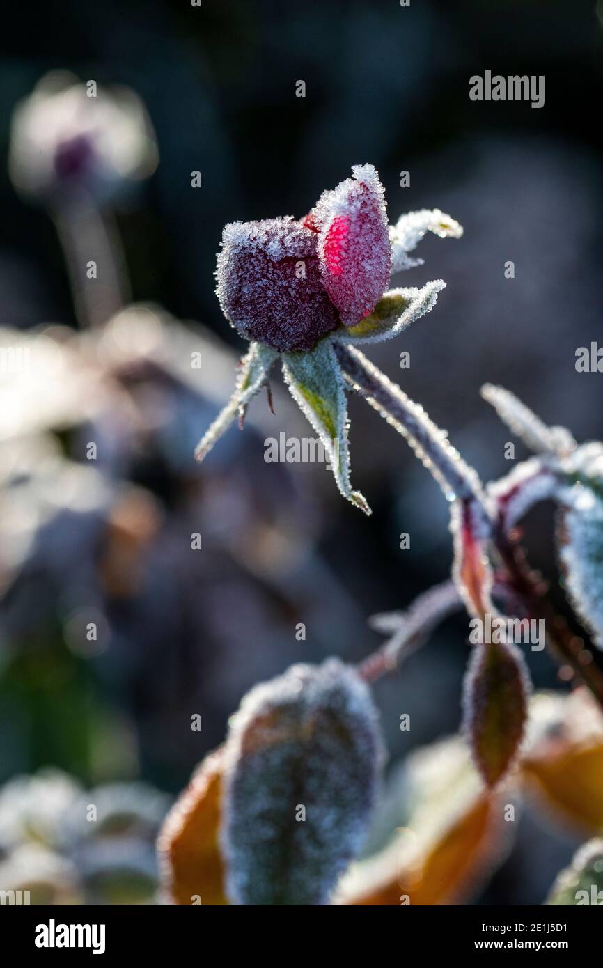 Rose buds caught in the frost and frozen solid. The buds will shrivel ...