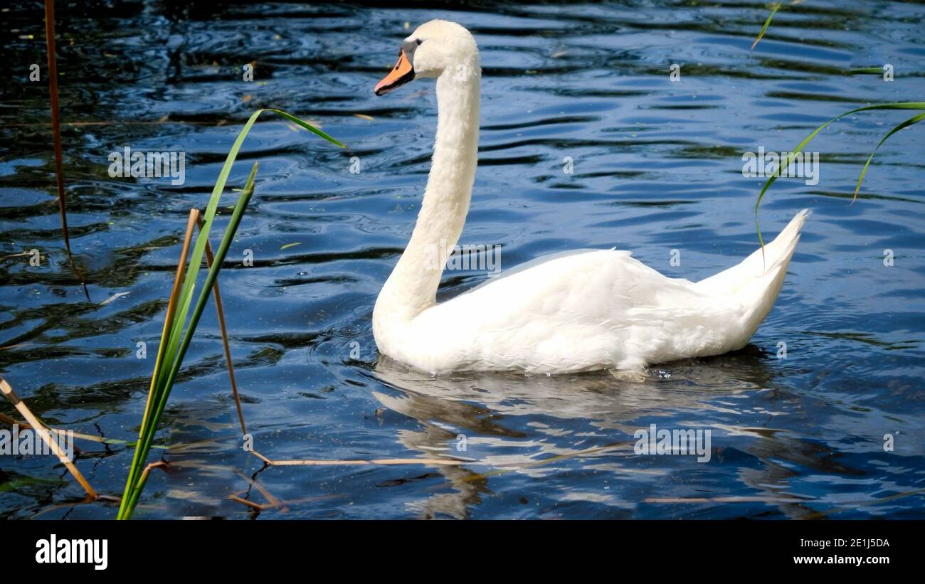 Beautiful white swan swimming in lake with clear water Stock Photo - Alamy