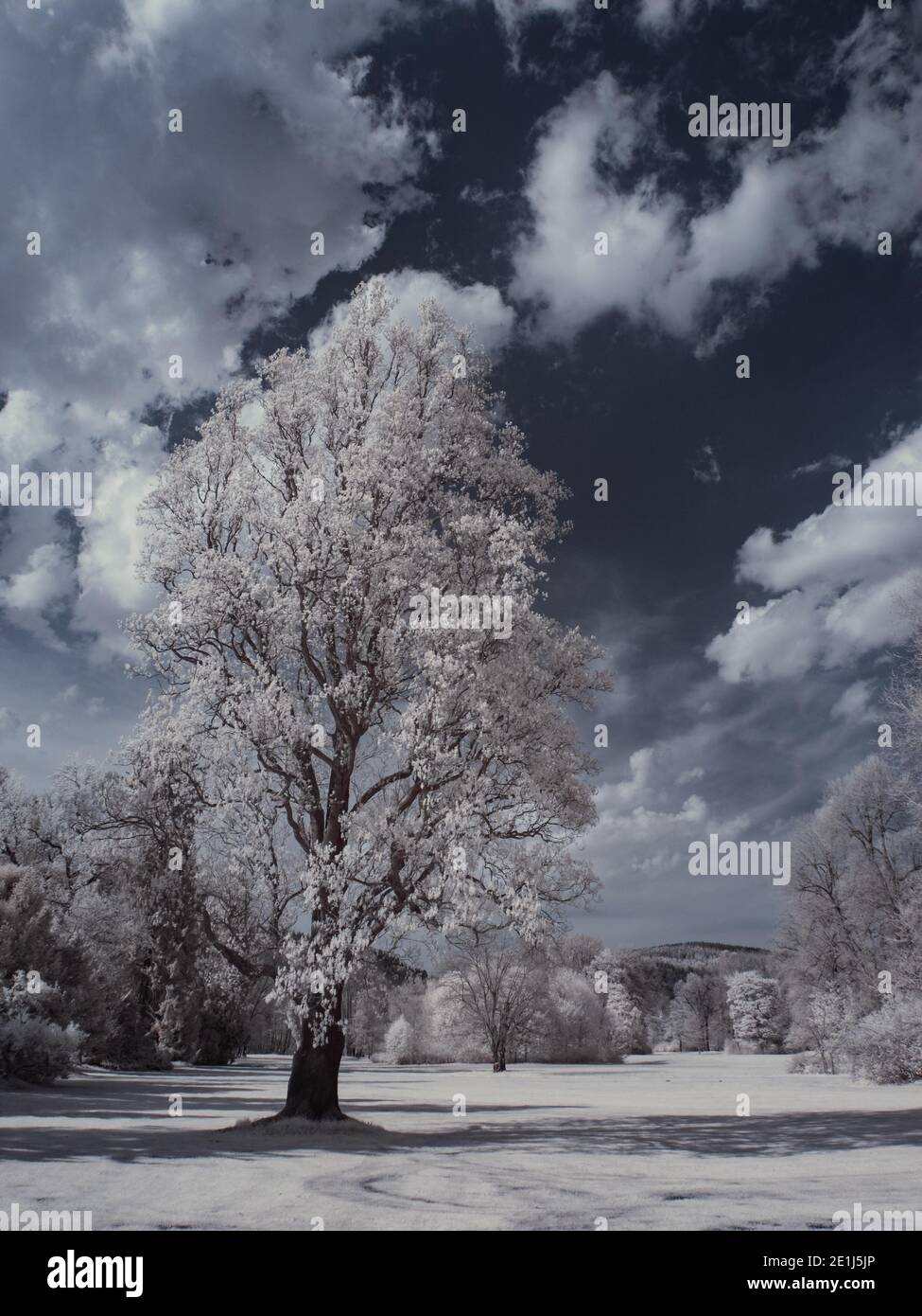 infrared photography - ir photo of landscape with tree under sky with ...