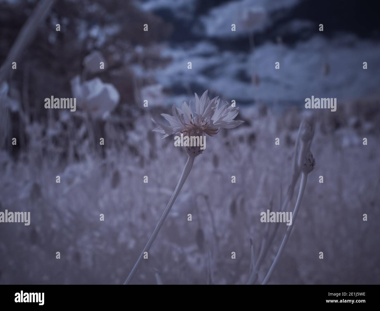 infrared photography - ir photo of landscape with tree under sky with ...
