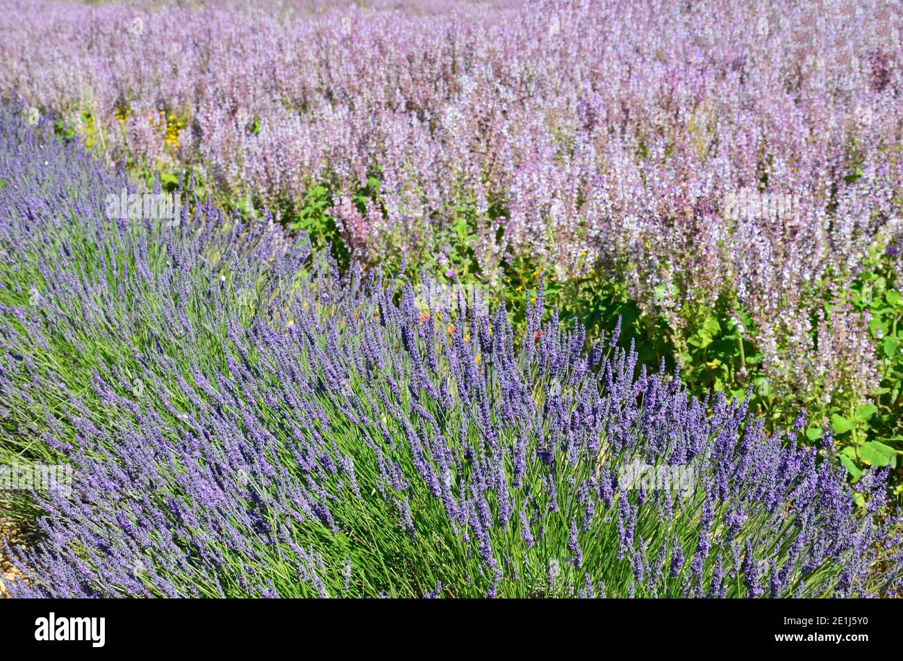 Lavandula Intermedia High Resolution Stock Photography and Images - Alamy