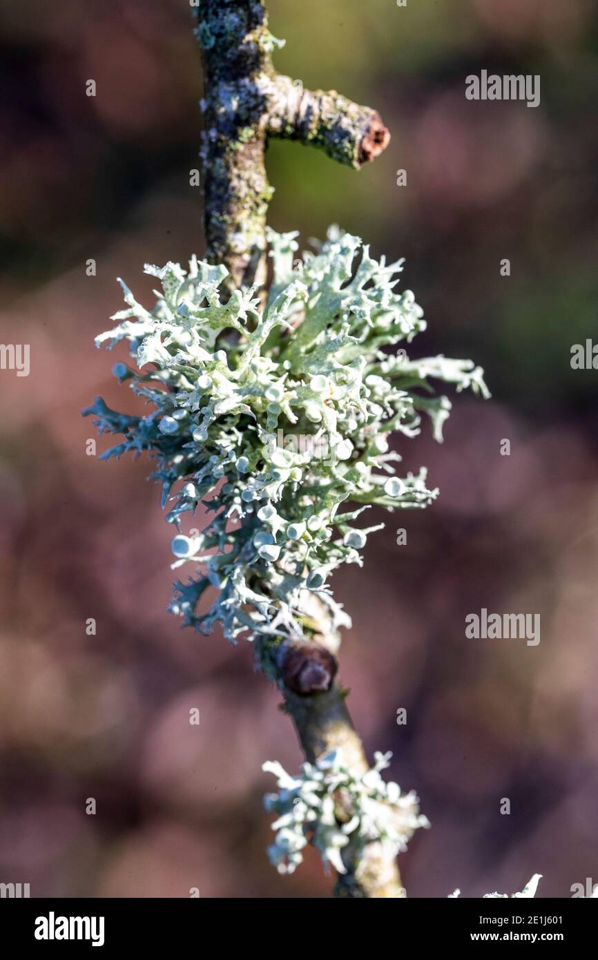 Common British lichens and mosses growing on an Apple tree in a ...