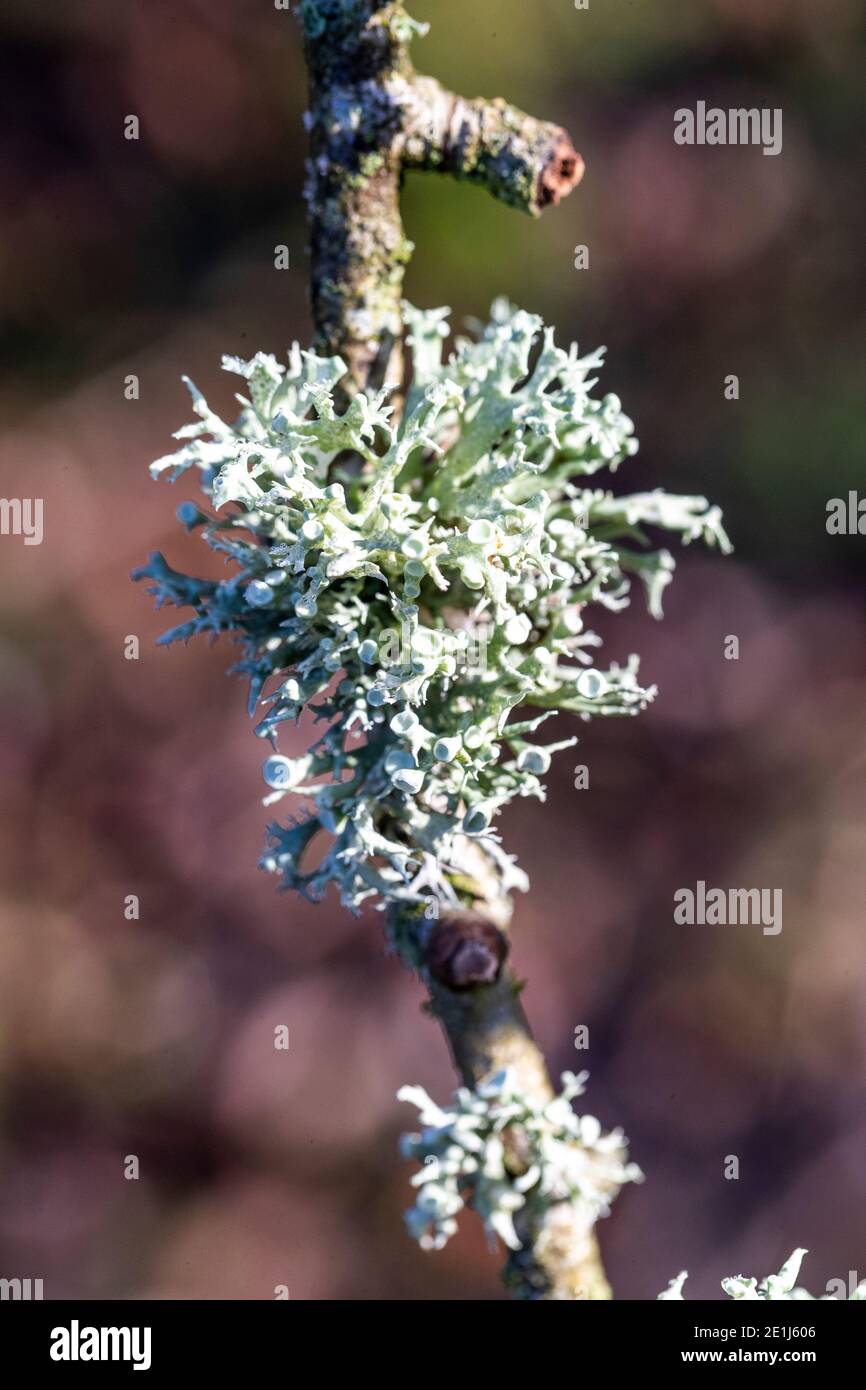 Common British lichens and mosses growing on an Apple tree in a ...