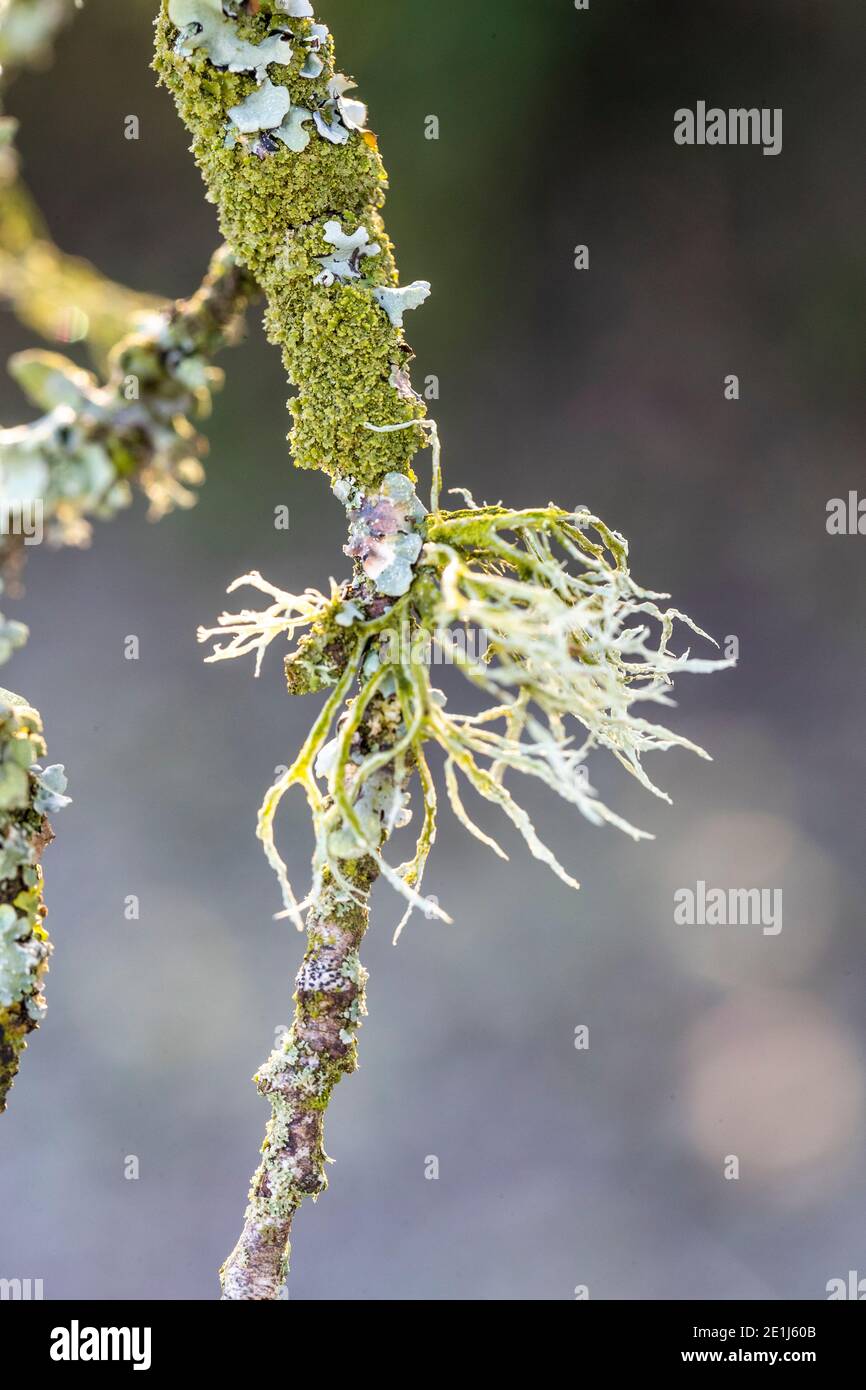 Oak Moss. Common British lichens and mosses growing on an Apple tree in ...