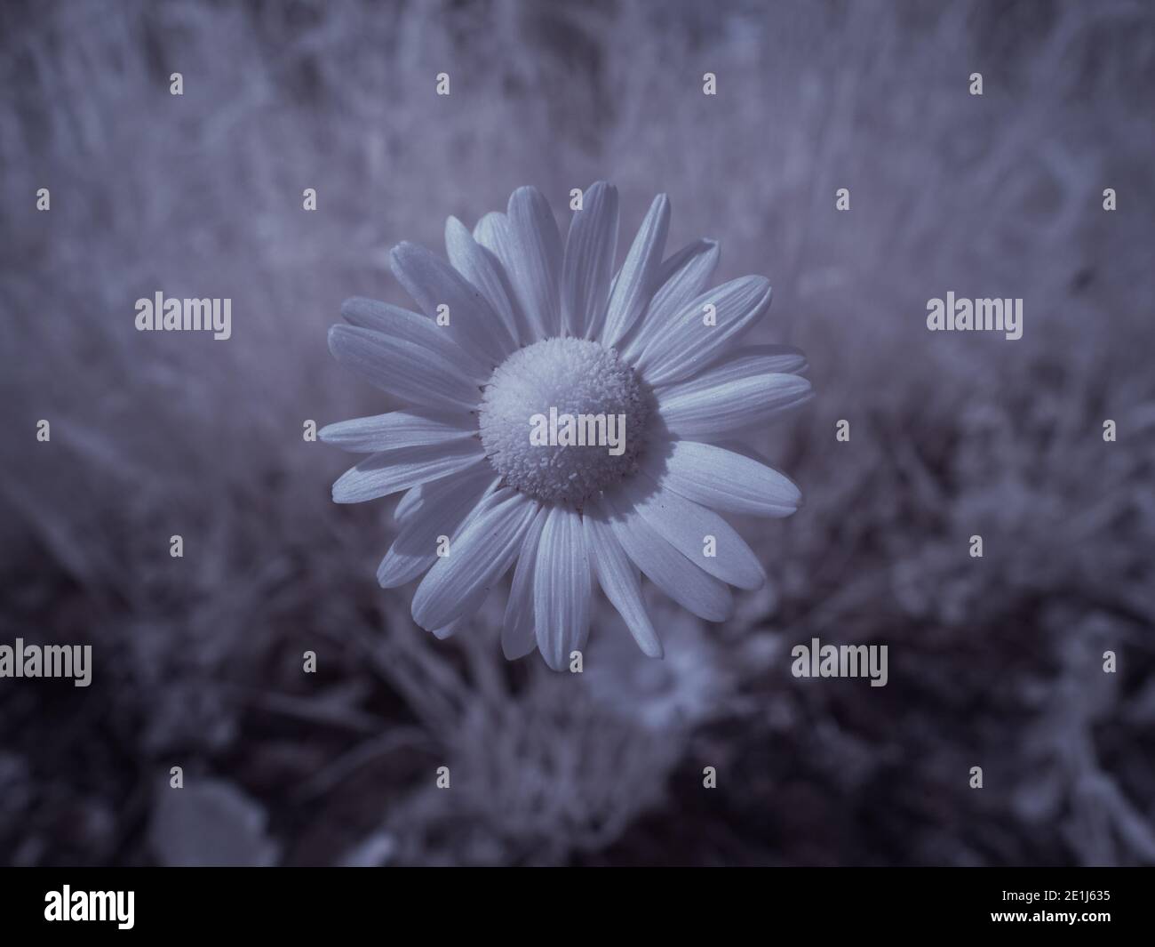infrared photography - ir photo of landscape with tree under sky with ...