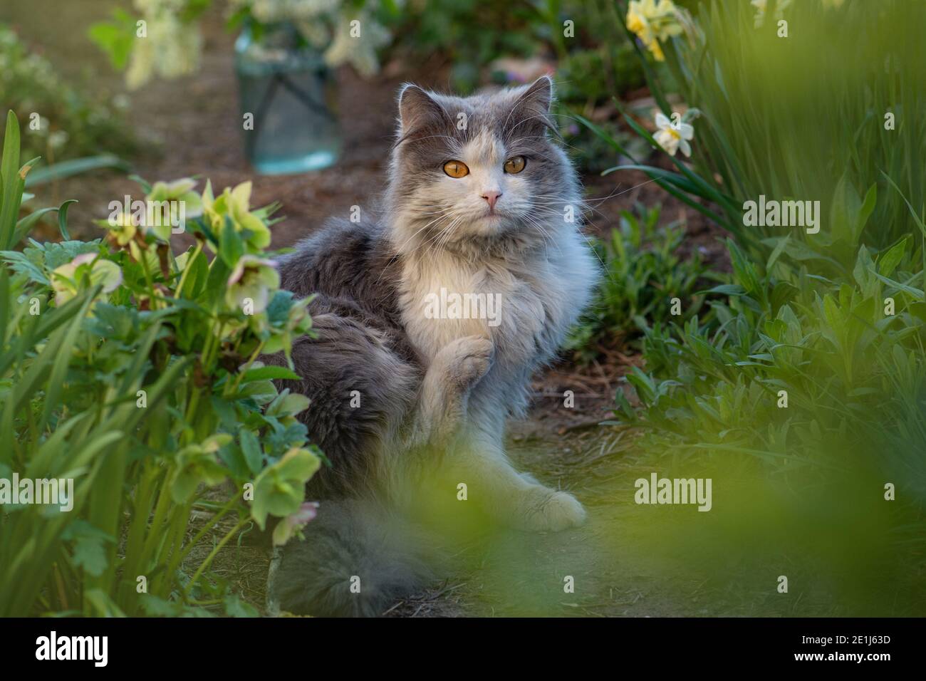 Chin Scratch High Resolution Stock Photography and Images - Alamy