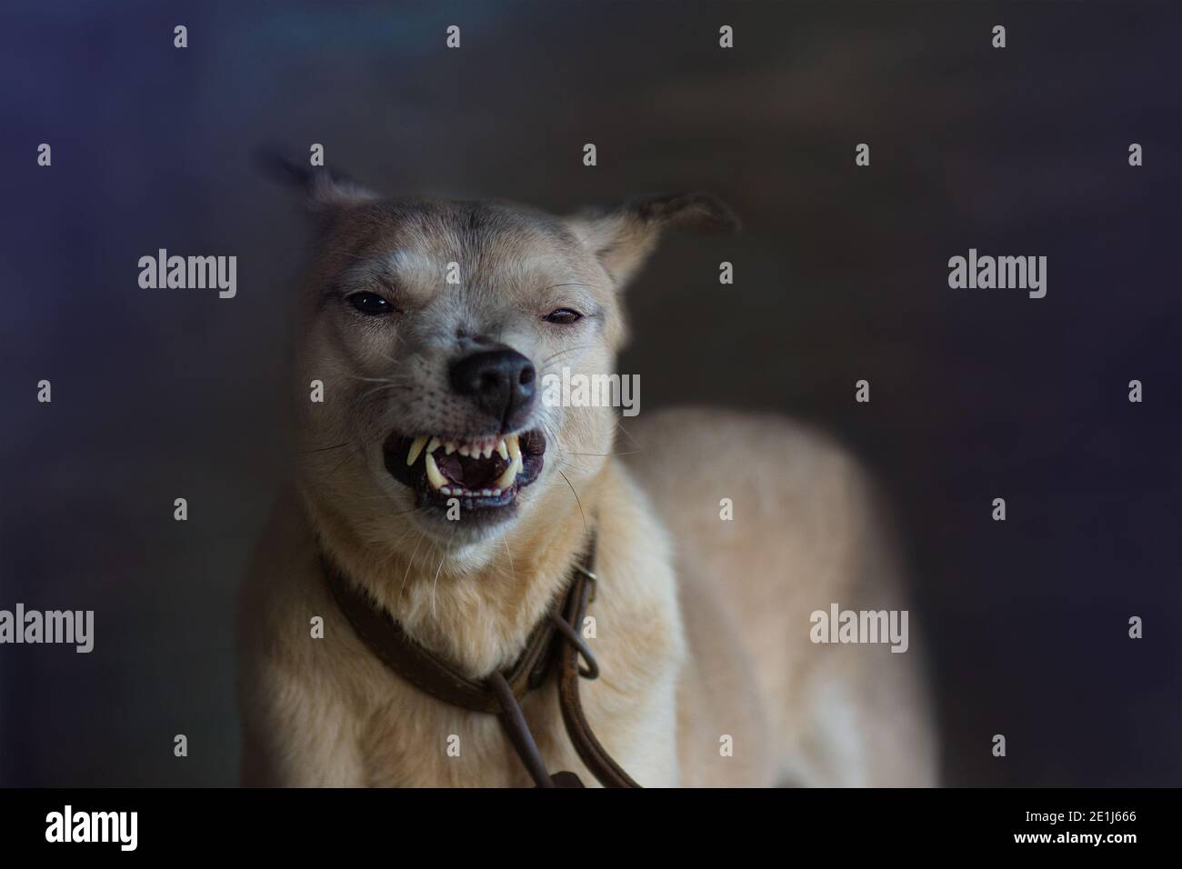 Attack posture hi-res stock photography and images - Alamy