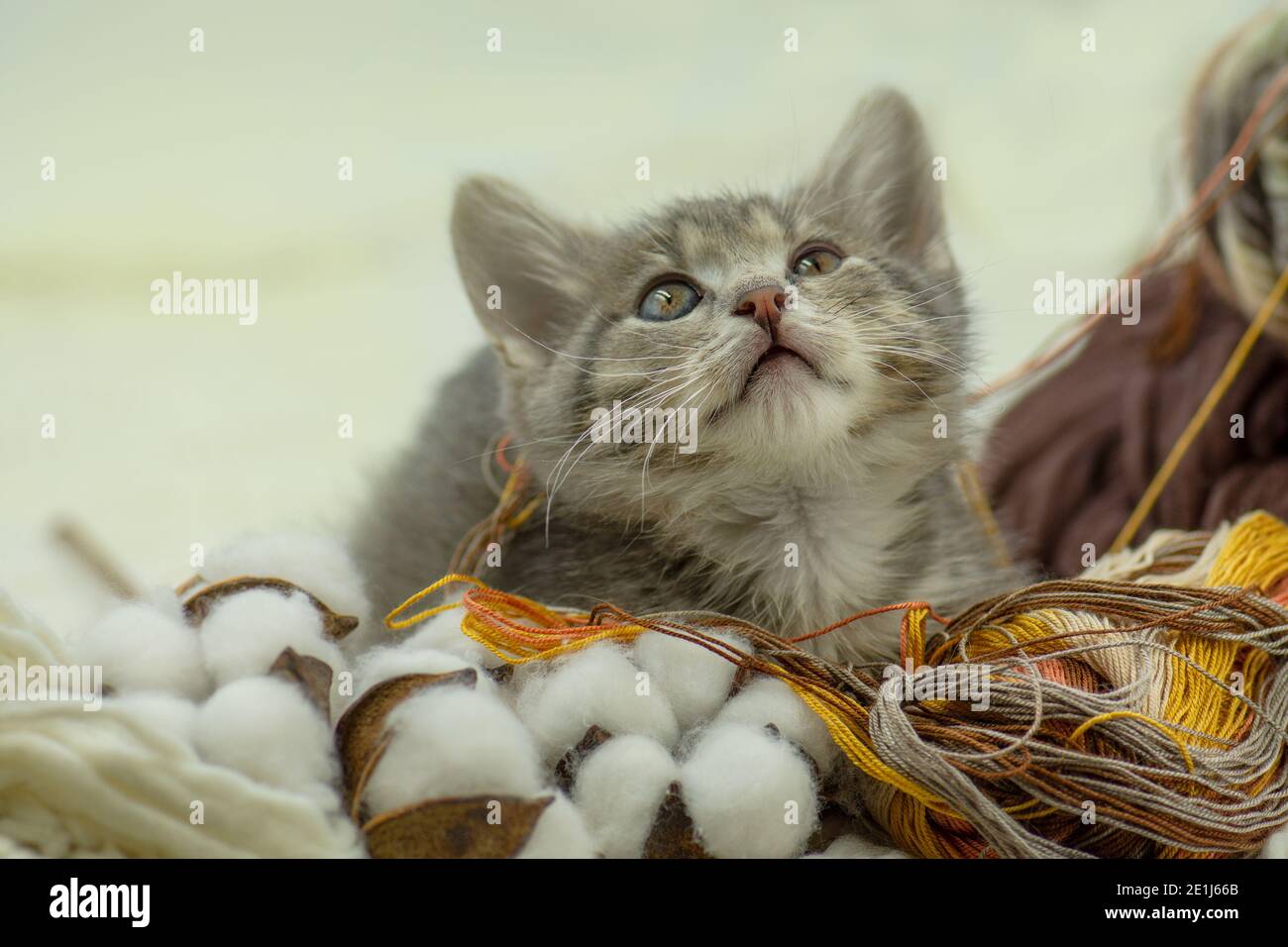 Cute fluffy cat with colorful yarn tangled around him. Funny kitten and ...