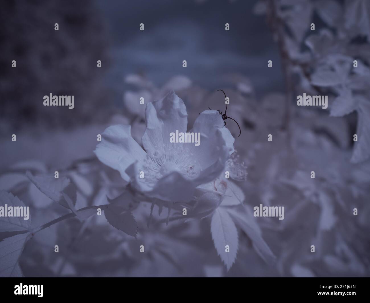 infrared photography - ir photo of landscape with tree under sky with ...