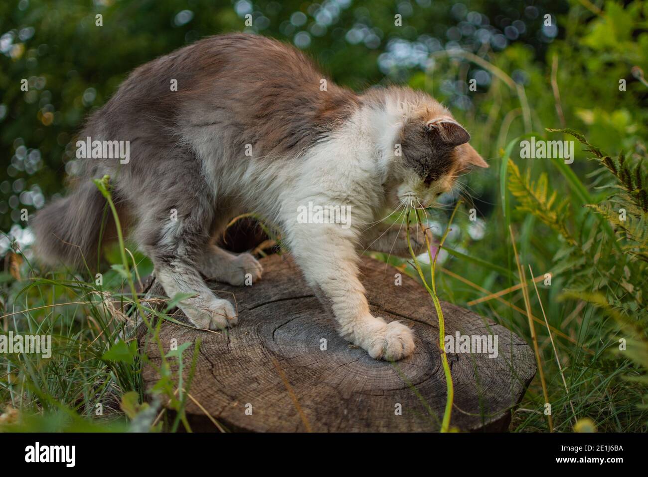 Healthy fodder for domestic hi-res stock photography and images - Alamy