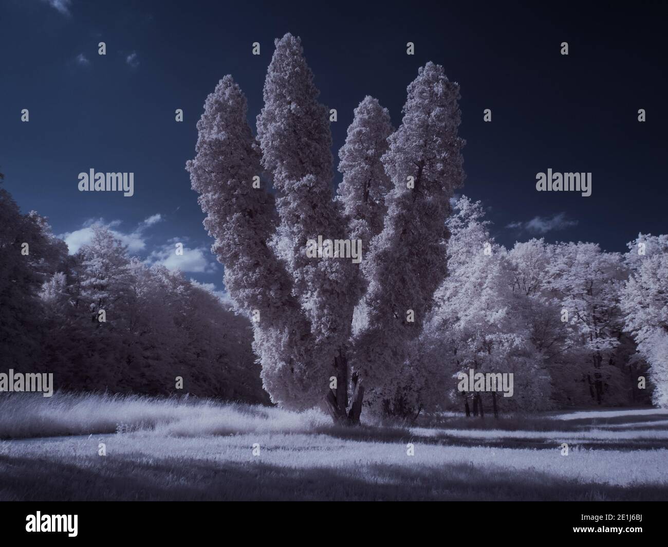 infrared photography - ir photo of landscape with tree under sky with ...
