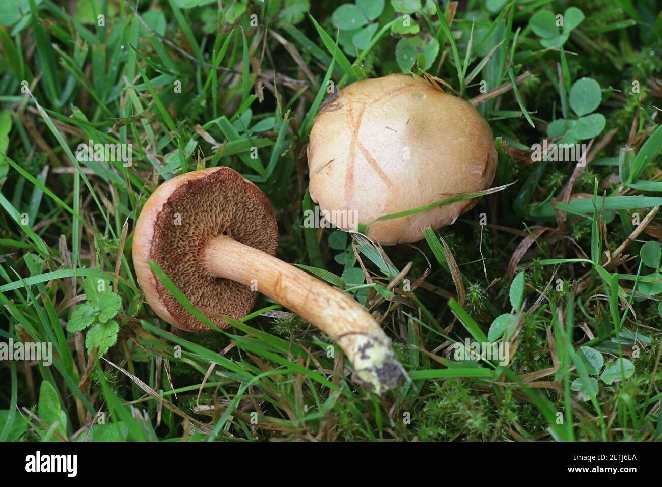 Chalciporus piperatus, known as the peppery bolete, wild mushroom from ...