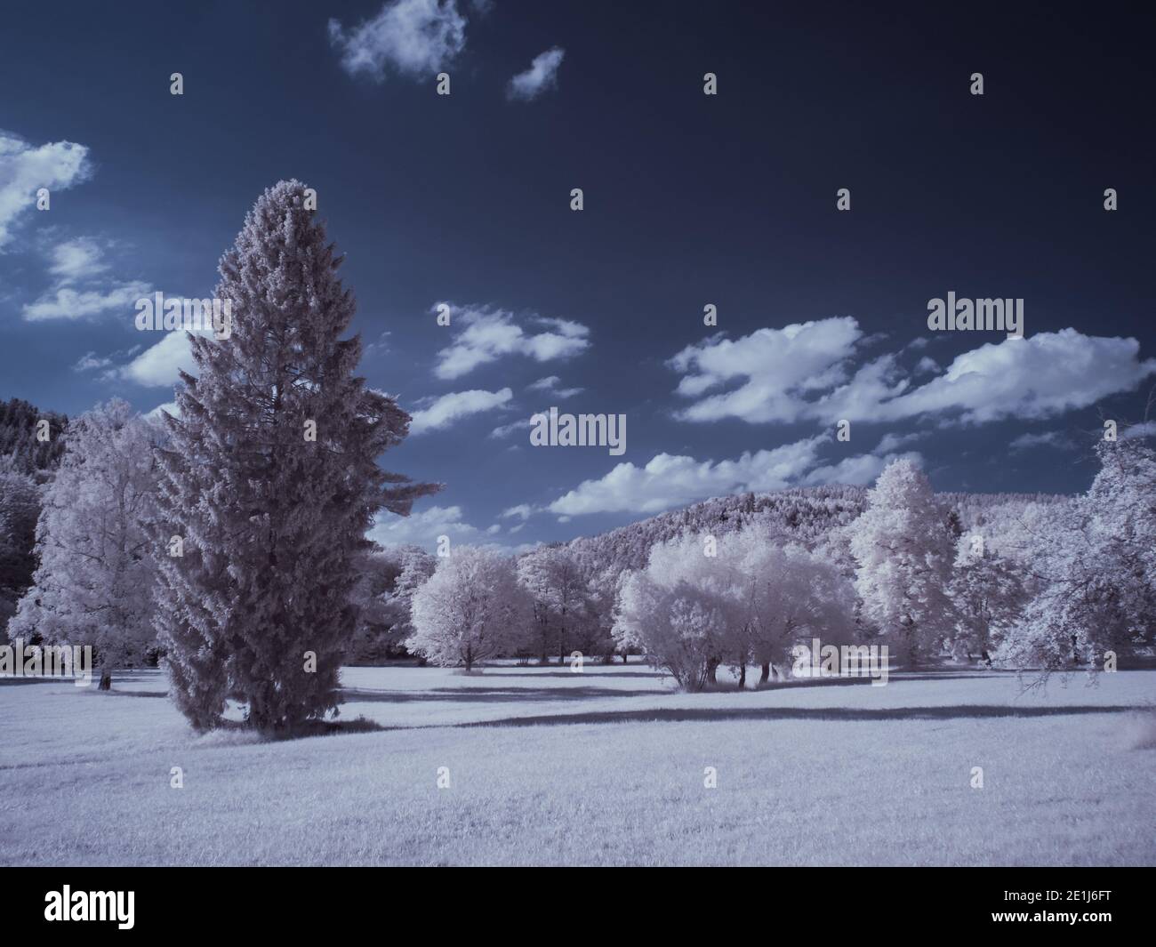 infrared photography - ir photo of landscape with tree under sky with ...