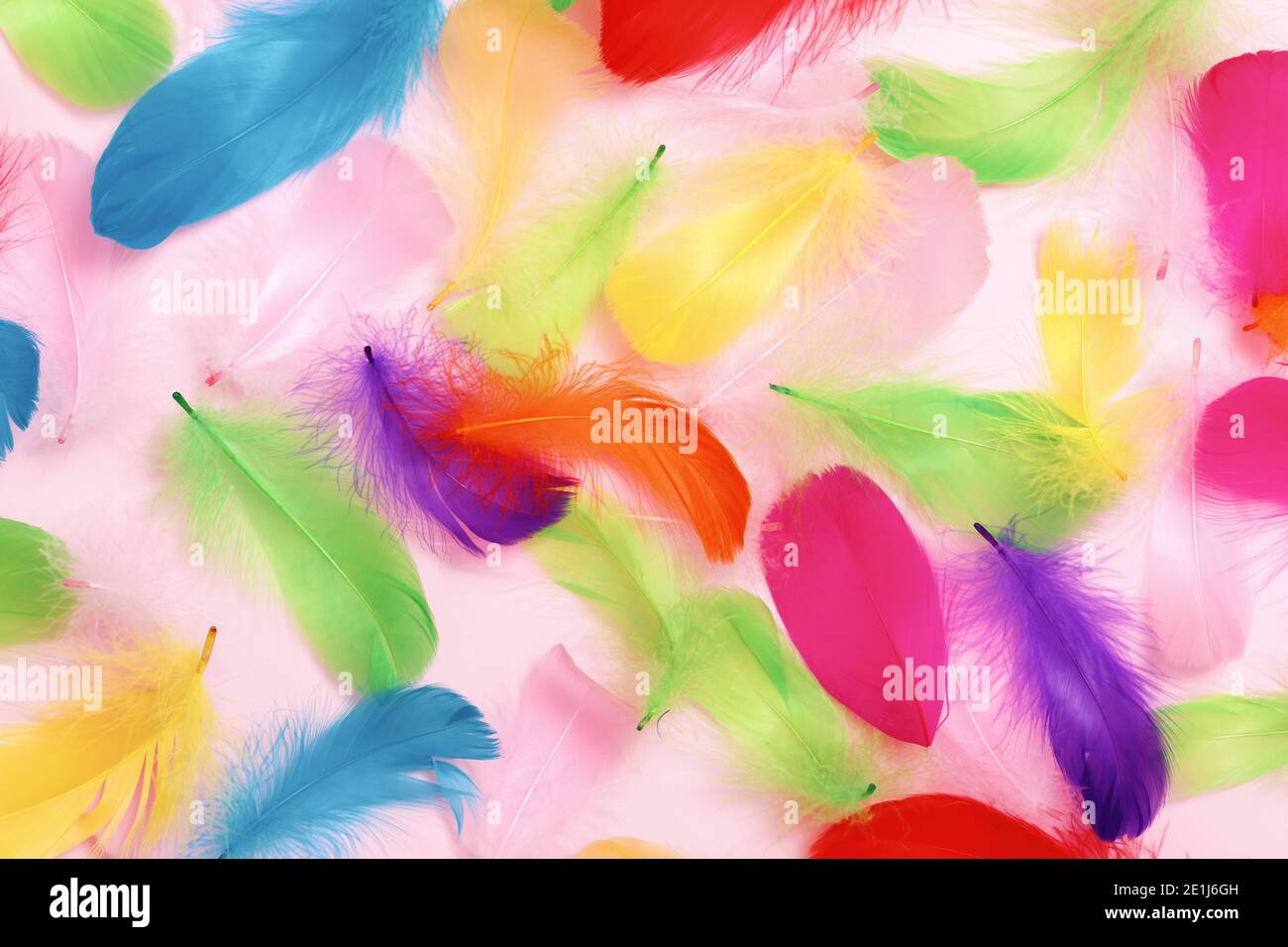 Bright pink plumage hi-res stock photography and images - Alamy