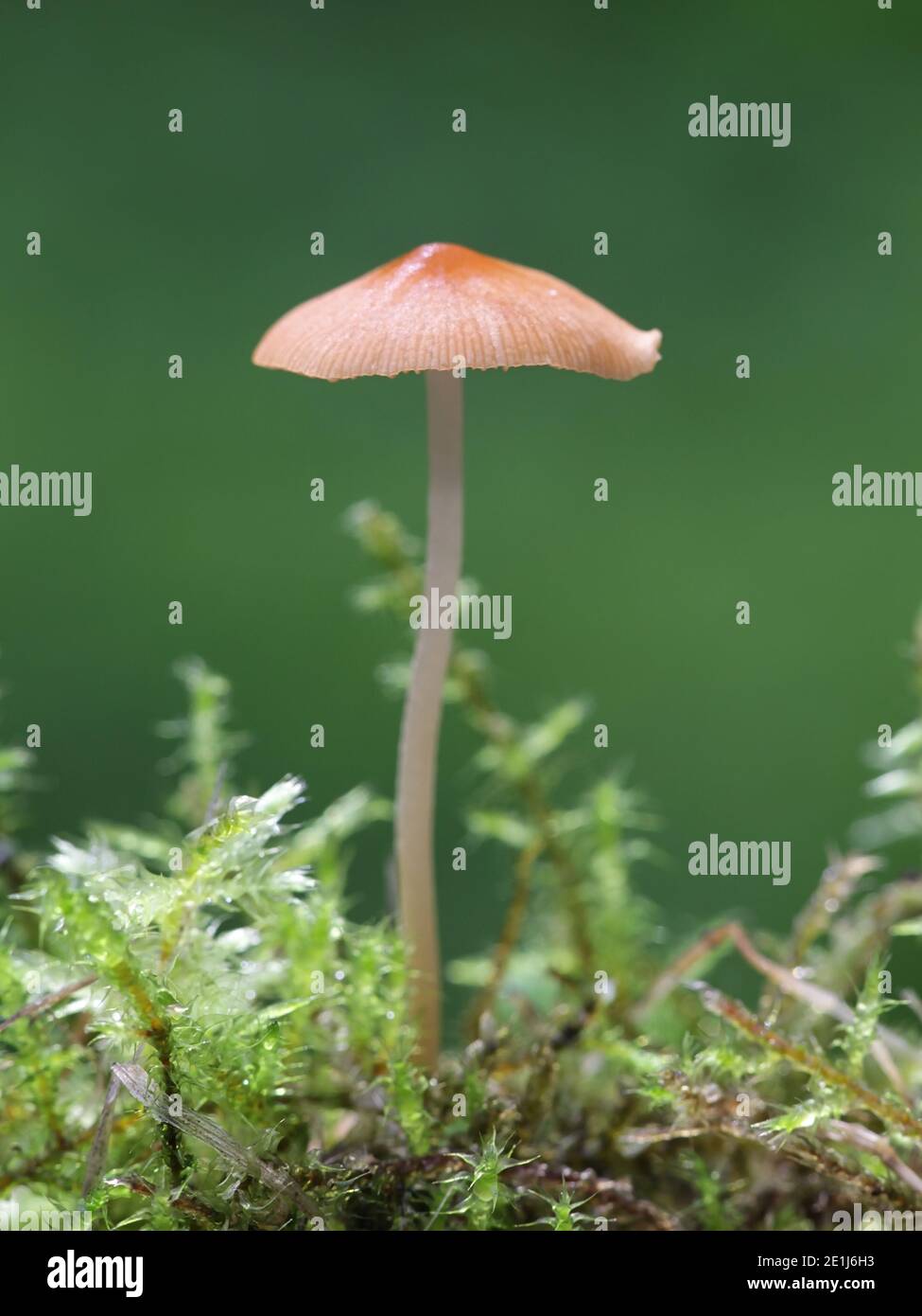 Conocybe fungus hi-res stock photography and images - Alamy