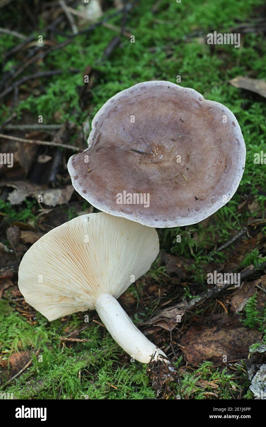 Lactarius trivialis, known as the tacked milkcap, edible delicious wild ...