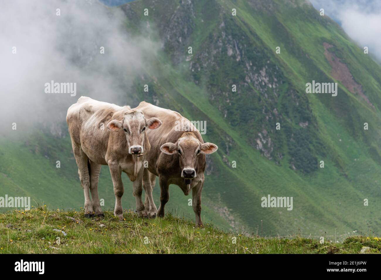 Two alpine cows looking hi-res stock photography and images - Alamy