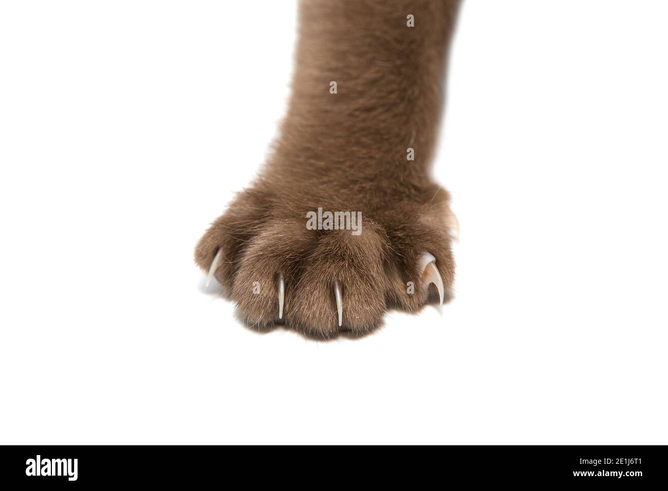 Forefoot hi-res stock photography and images - Alamy