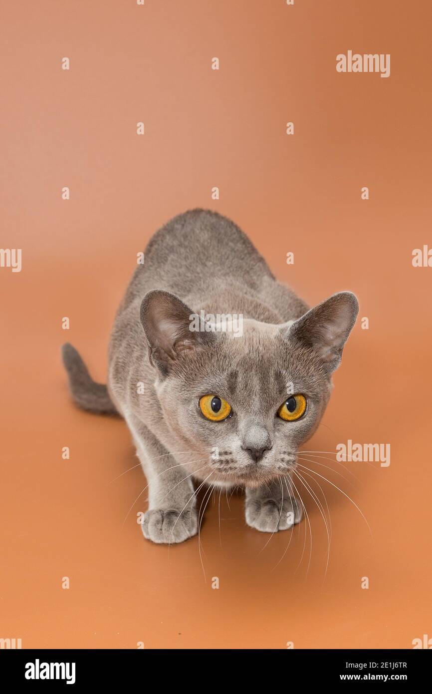 Beautiful cat of the European Burmese breed, blue color Stock Photo - Alamy