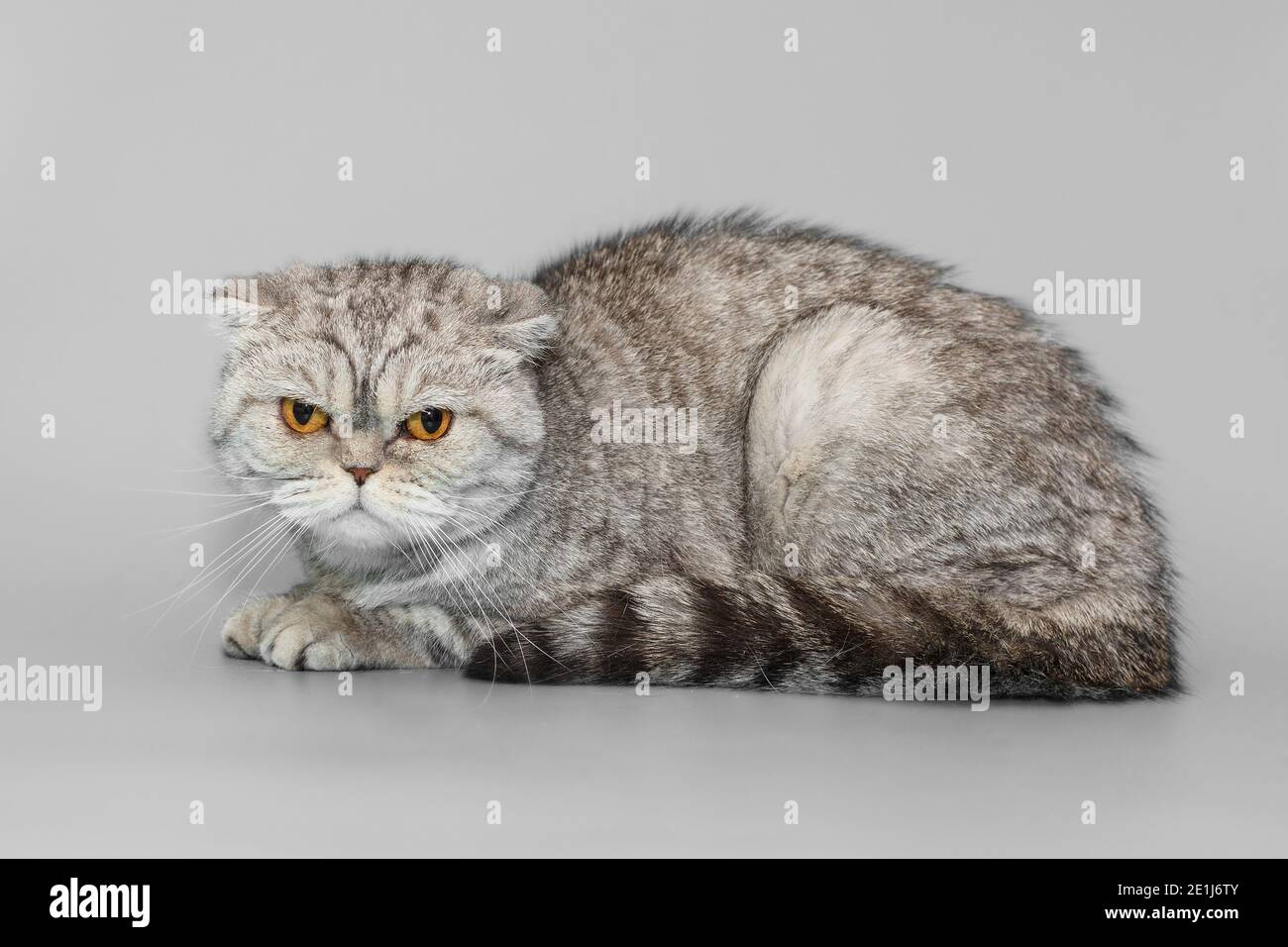 Grey scottish fold cat hi-res stock photography and images - Alamy