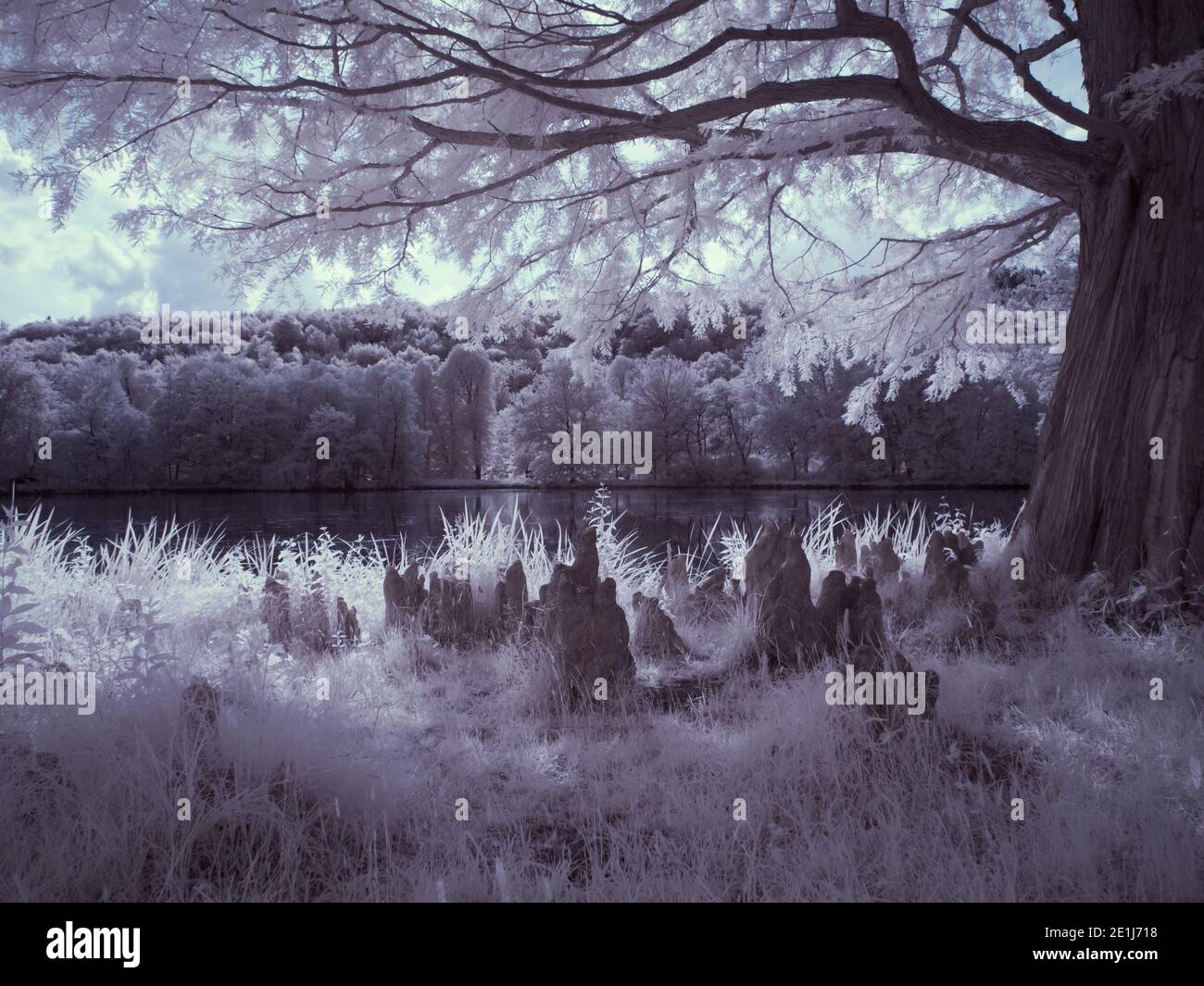 infrared photography - ir photo of landscape with tree under sky with ...