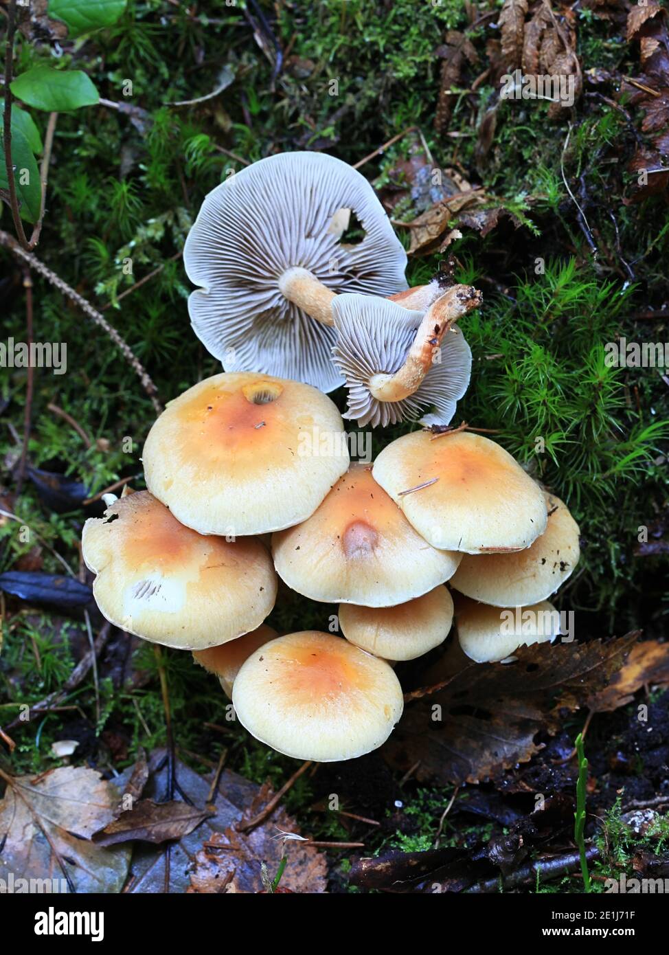 Hypholoma capnoides, known as the Conifer Tuft, edible mushrooms from ...