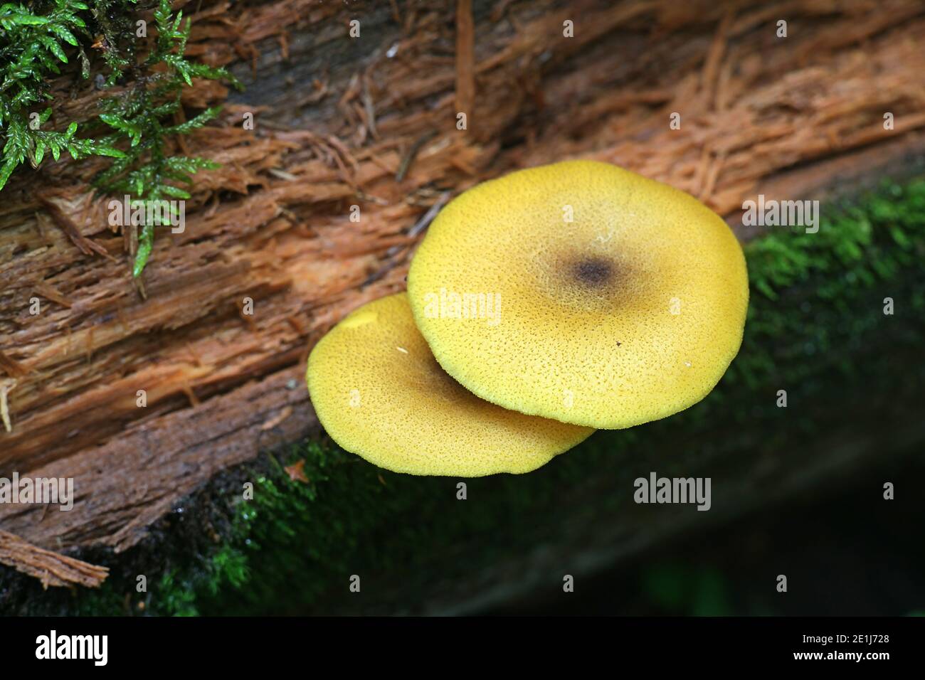 Tricholomopsis decora, known as Prunes and Custard, wild mushroom from ...