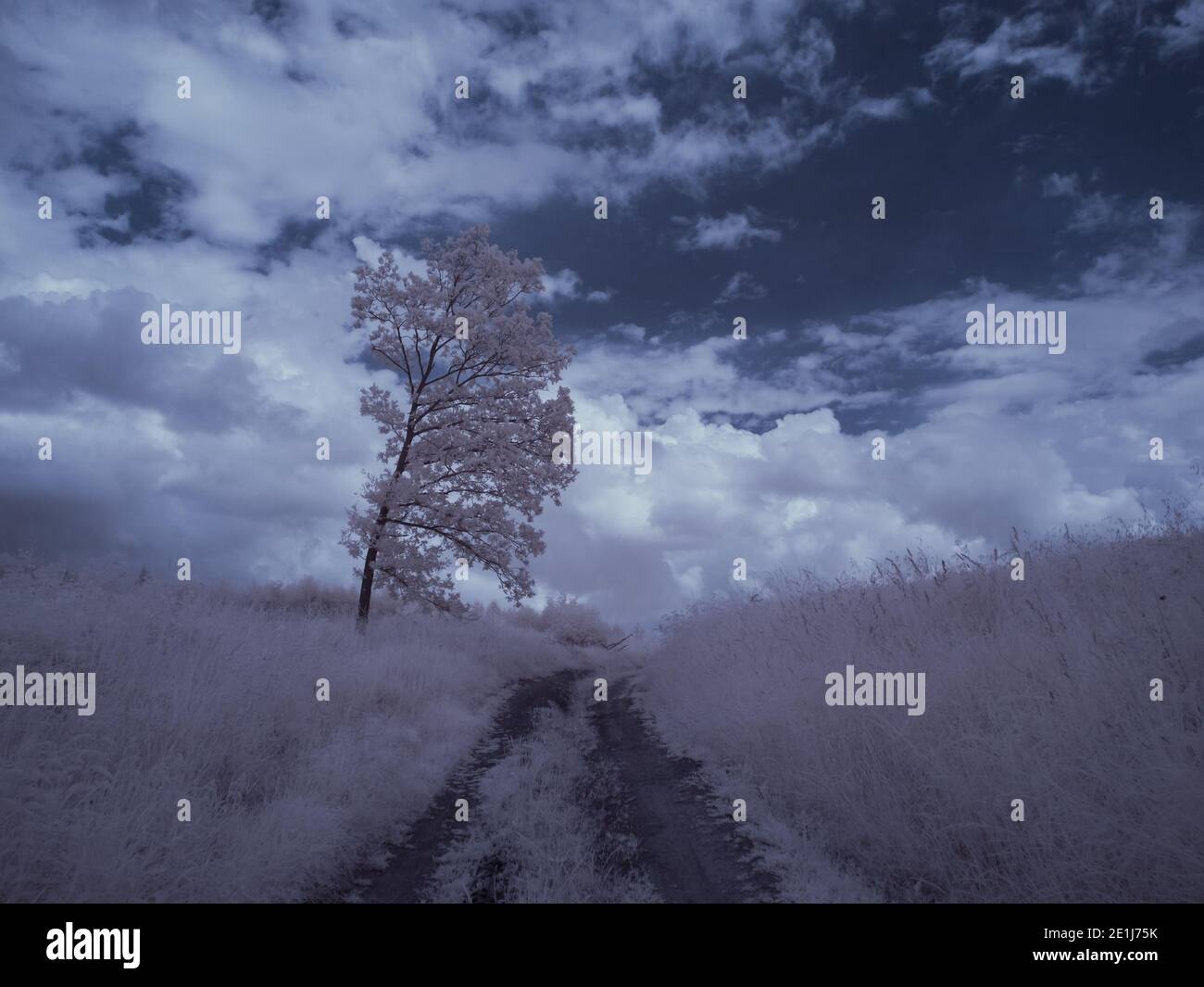infrared photography - ir photo of landscape with tree under sky with ...