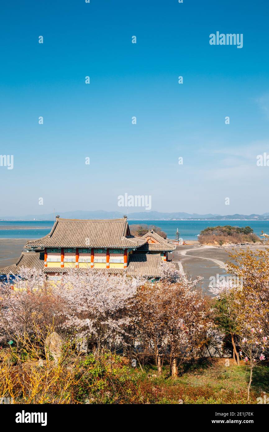 Panorama view of Anmyeonam temple and sea at spring in Anmyeondo Island ...