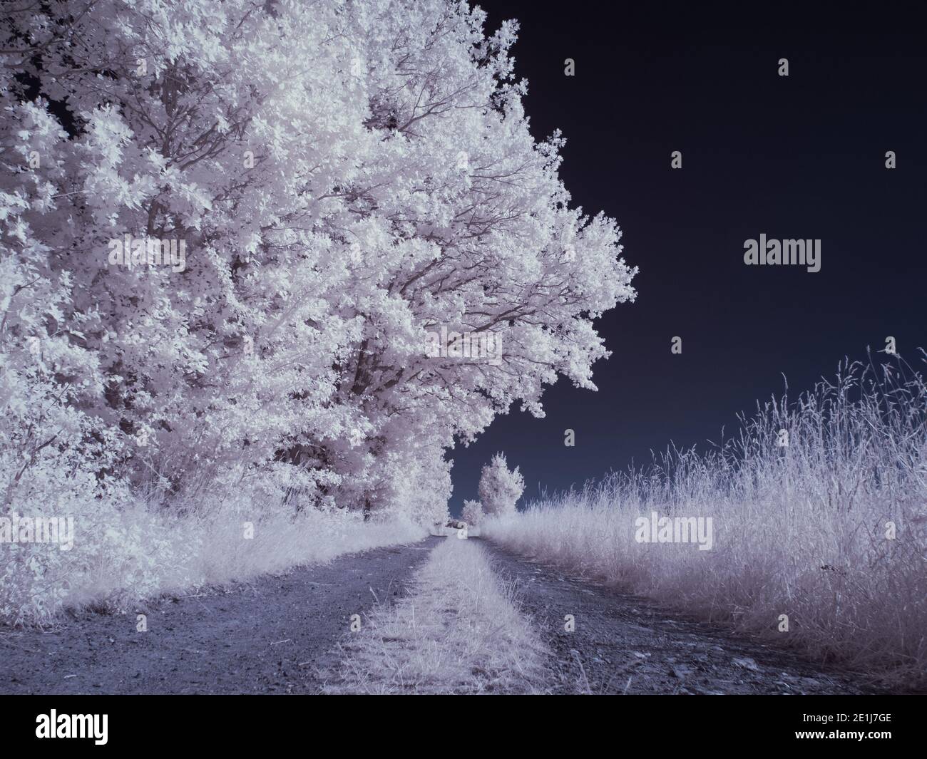 infrared photography - ir photo of landscape with tree under sky with ...