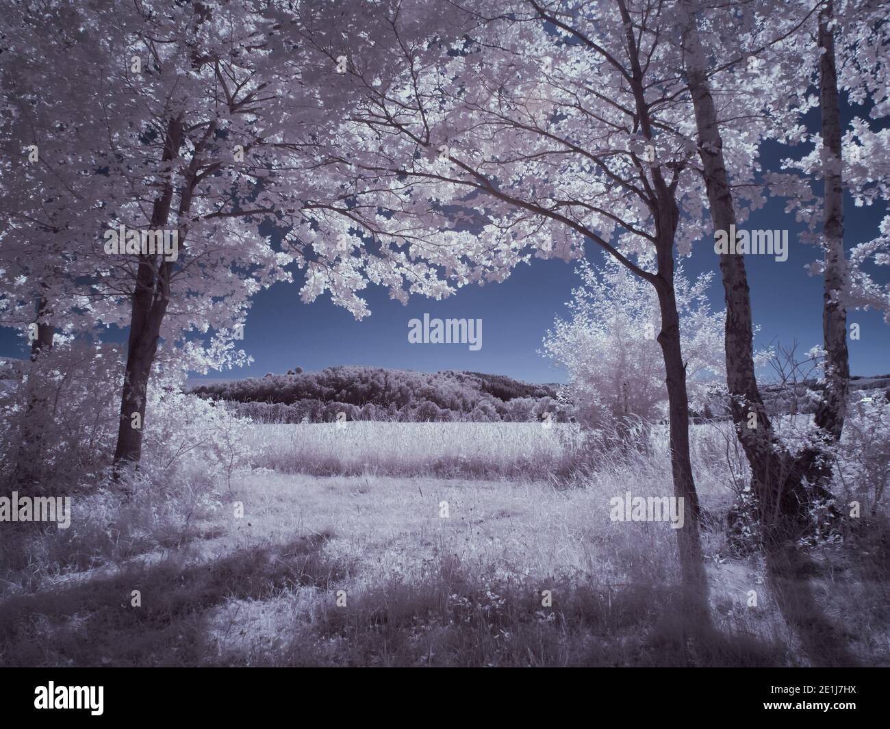 infrared photography - ir photo of landscape with tree under sky with ...
