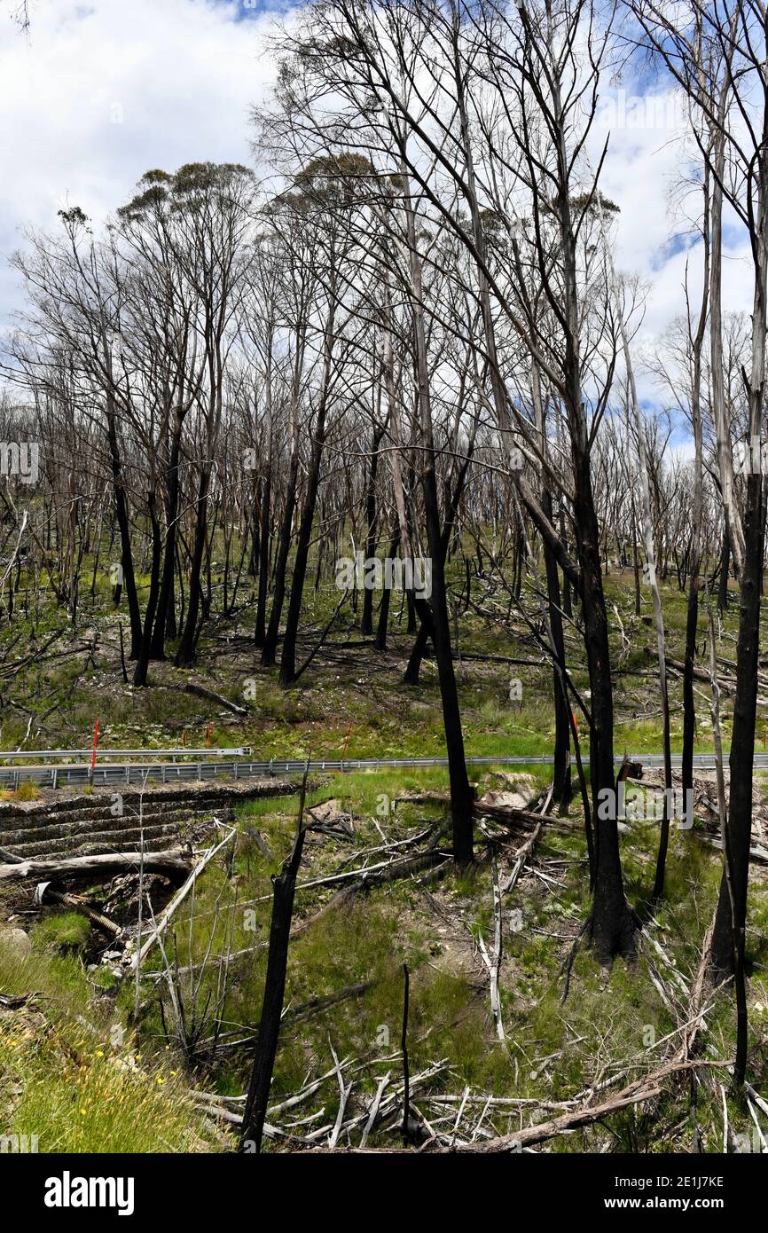 Australian alpine forest hi-res stock photography and images - Alamy