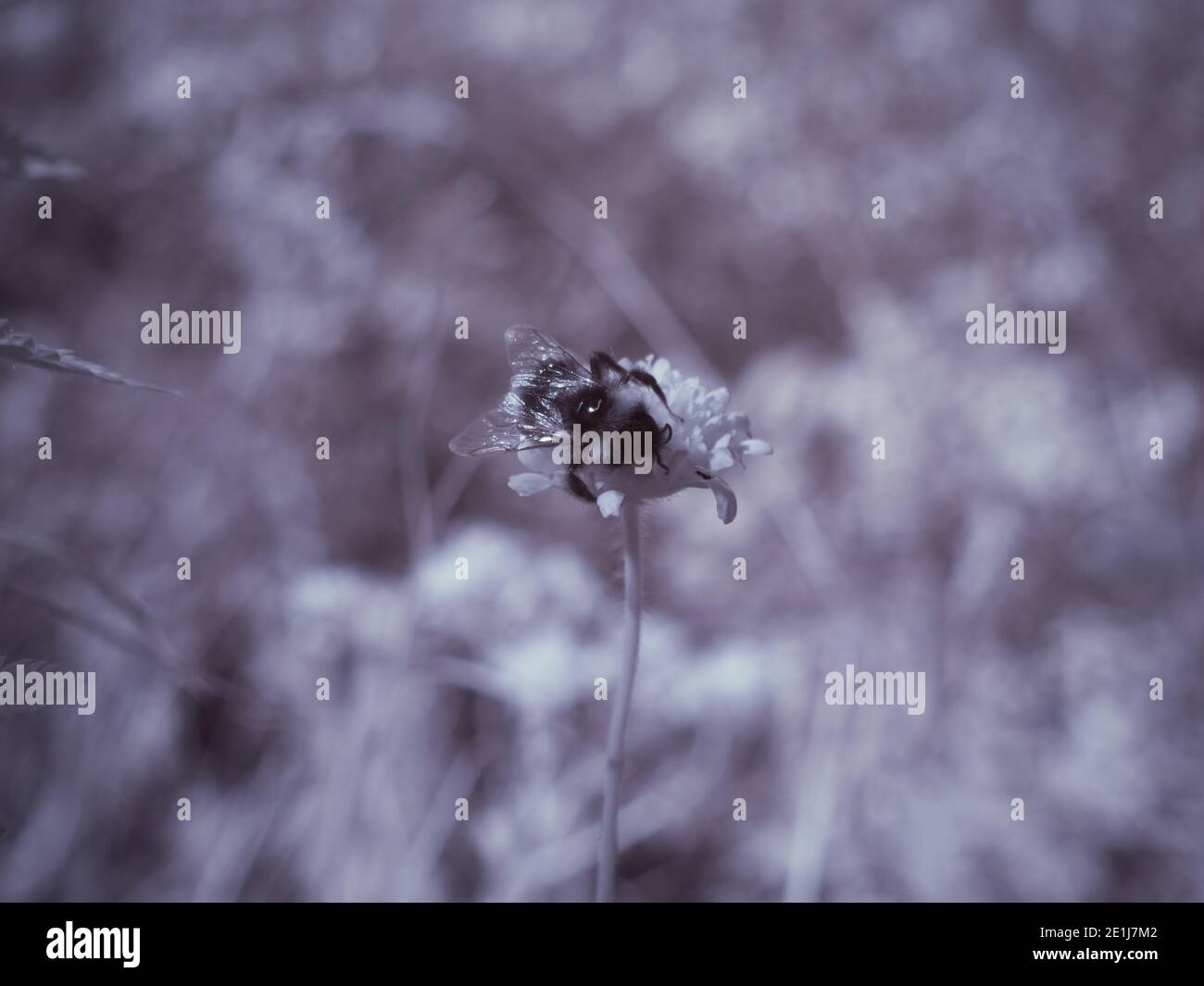 infrared photography - ir photo of landscape with tree under sky with ...