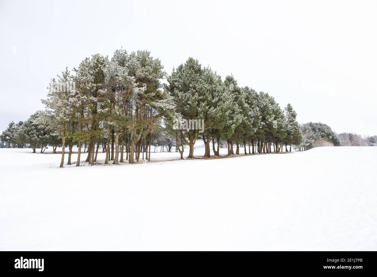 Trees woods stormy sky hi-res stock photography and images - Alamy