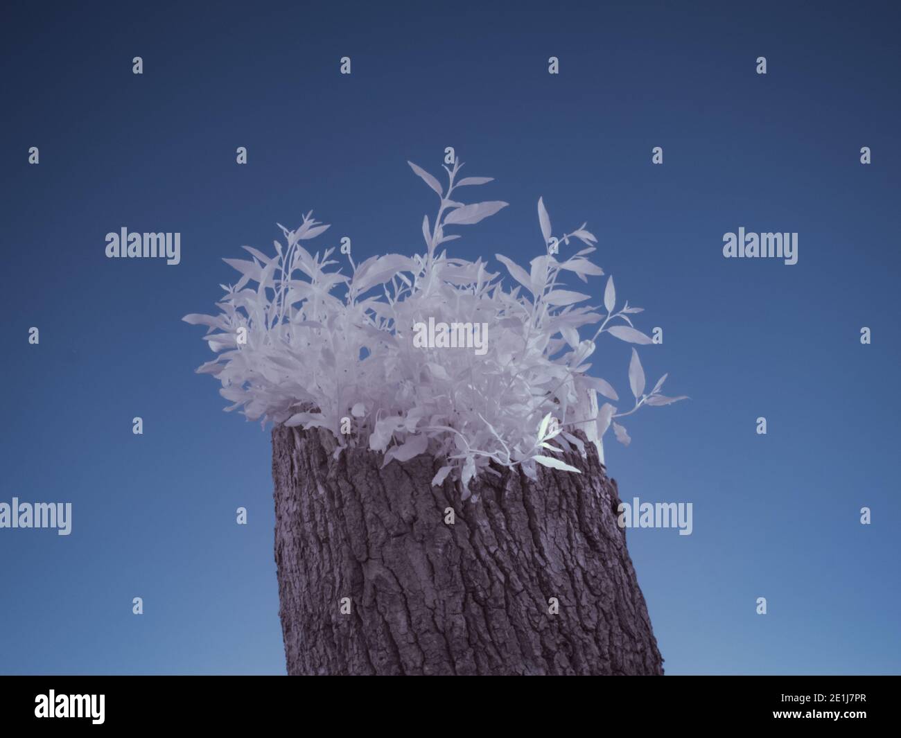 infrared photography - ir photo of landscape with tree under sky with ...