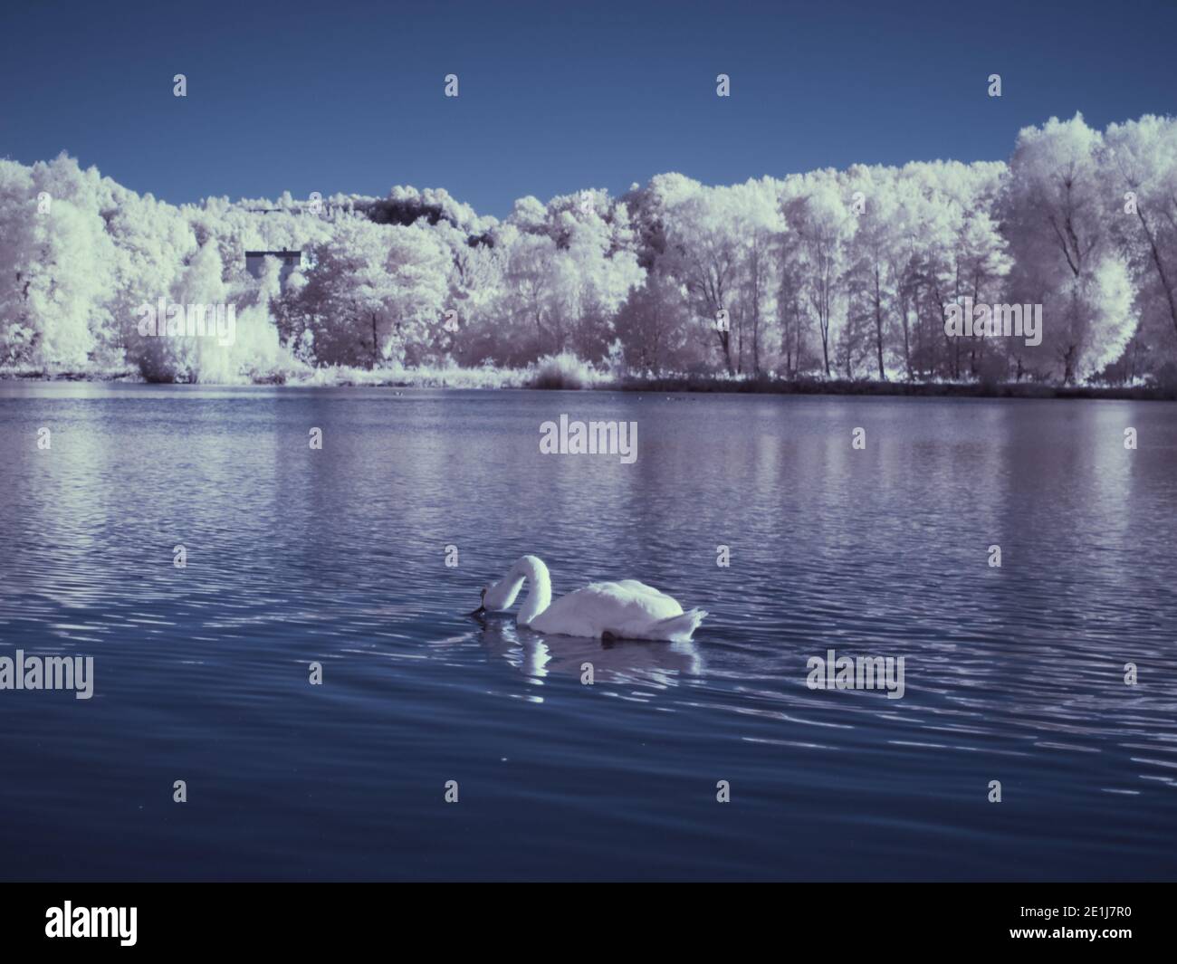 infrared photography - ir photo of landscape with tree under sky with ...