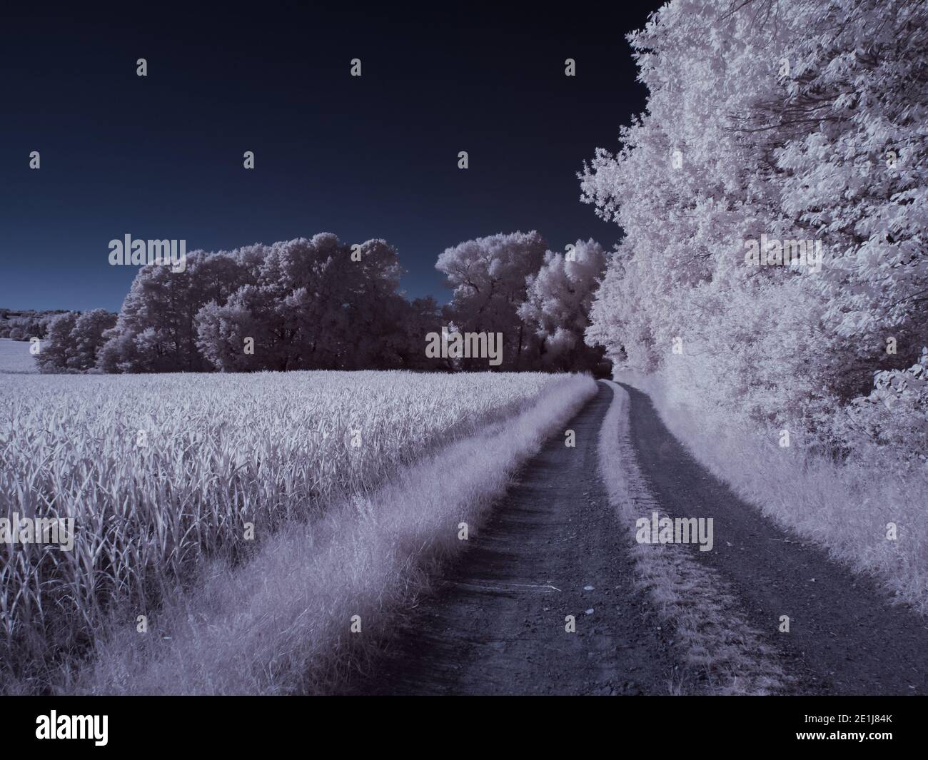 infrared photography - ir photo of landscape with tree under sky with ...