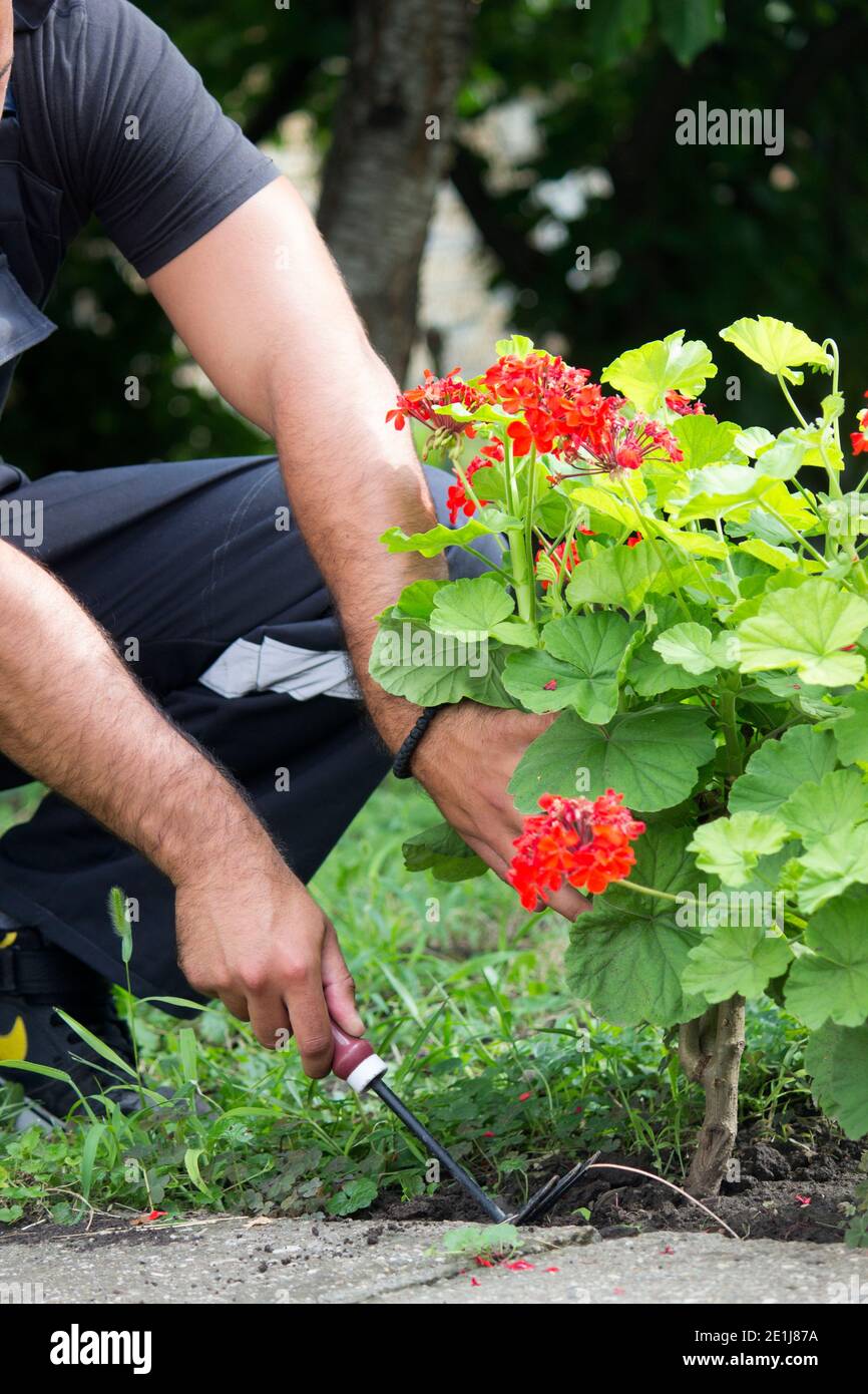 Gardener man hi-res stock photography and images - Alamy