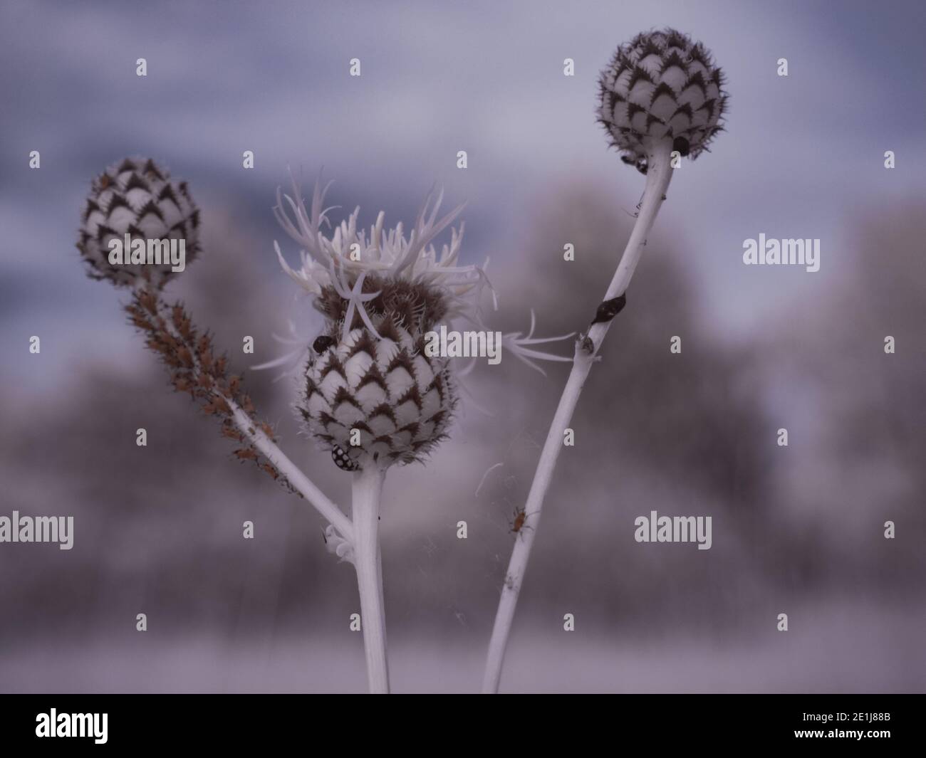 infrared photography - ir photo of landscape with tree under sky with ...