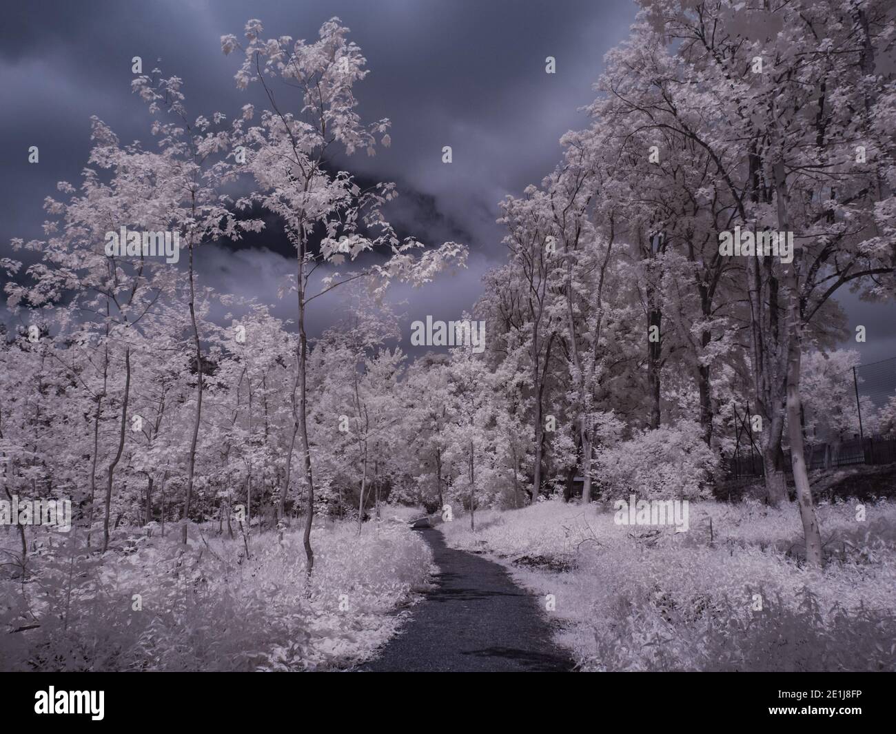 infrared photography - ir photo of landscape with tree under sky with ...