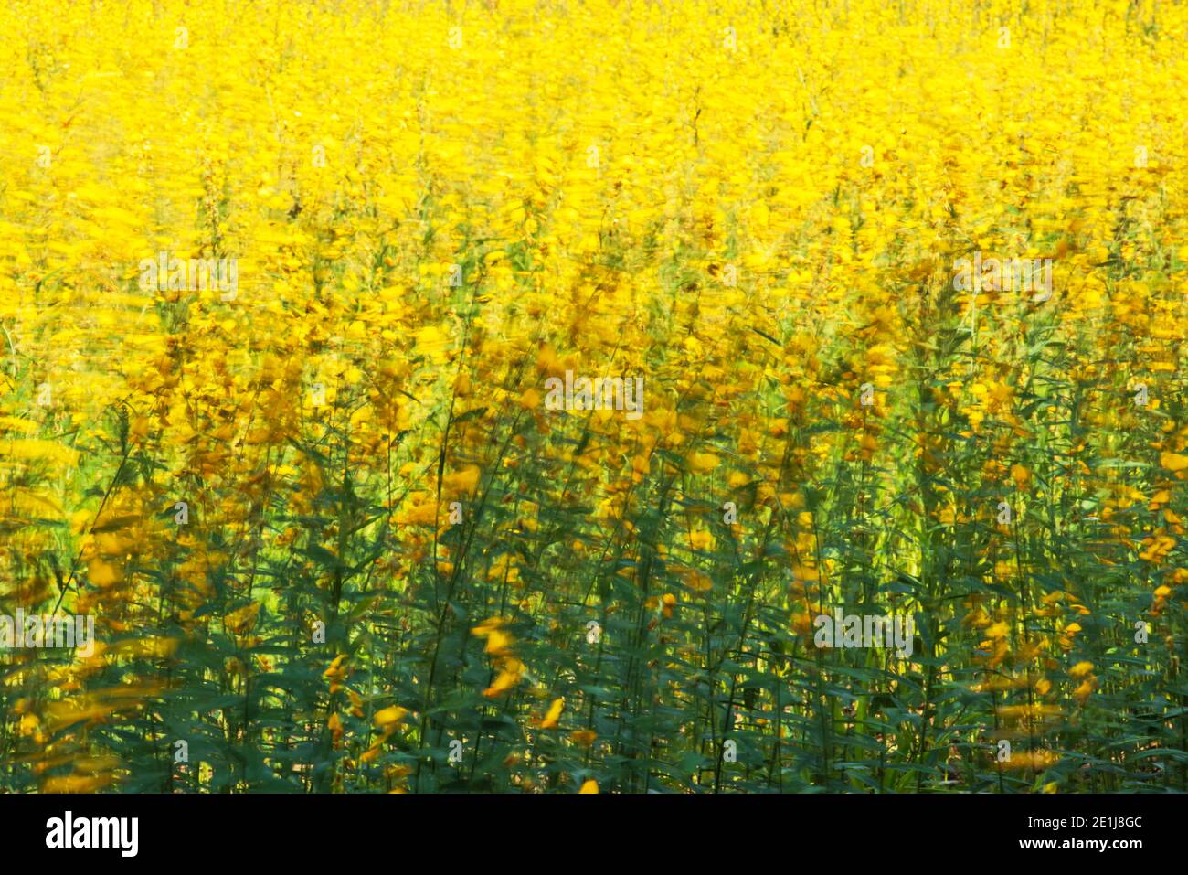Hemp flowers hi-res stock photography and images - Alamy