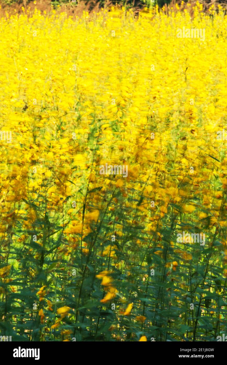 Abstract yellow flowers hi-res stock photography and images - Alamy