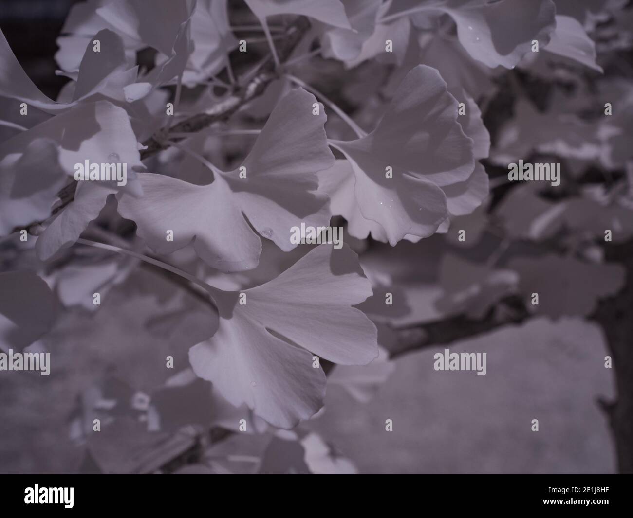infrared photography - ir photo of landscape with tree under sky with ...