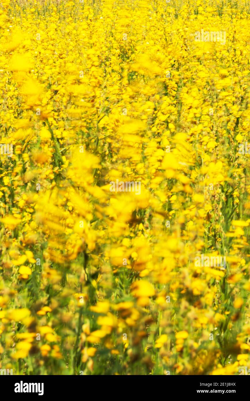 Abstract yellow flowers hi-res stock photography and images - Alamy