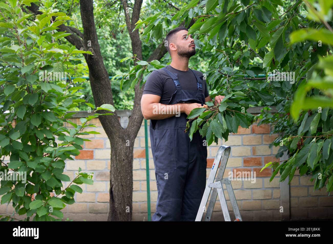 Ladder tree cutting hi-res stock photography and images - Alamy