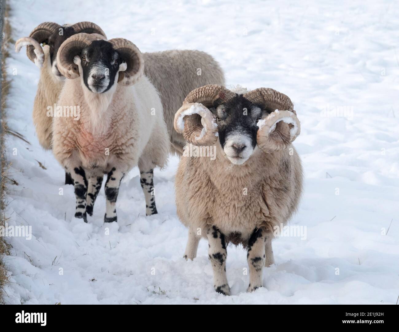 Ram tup scotland male hi-res stock photography and images - Alamy