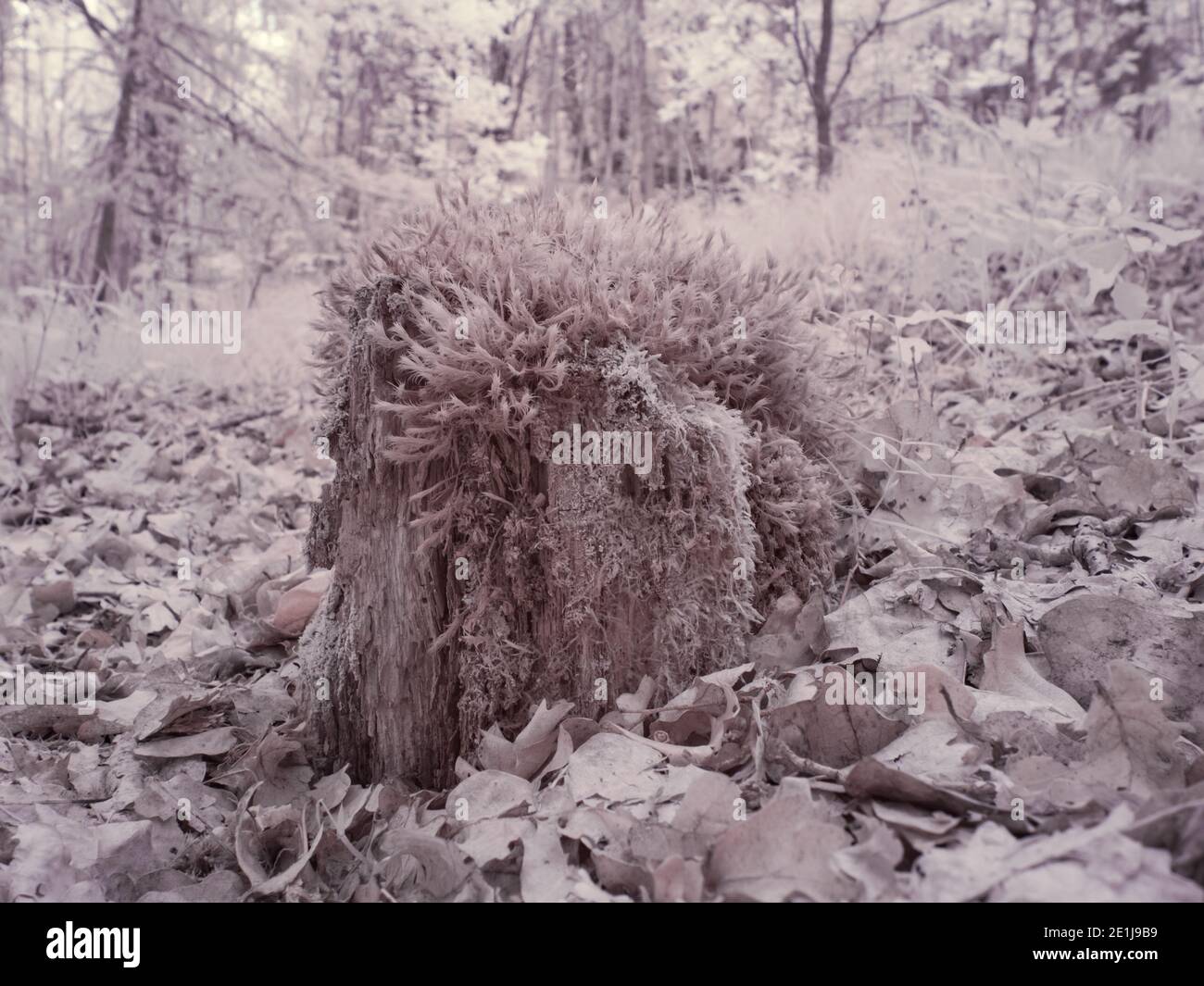 infrared photography - ir photo of landscape with tree under sky with ...